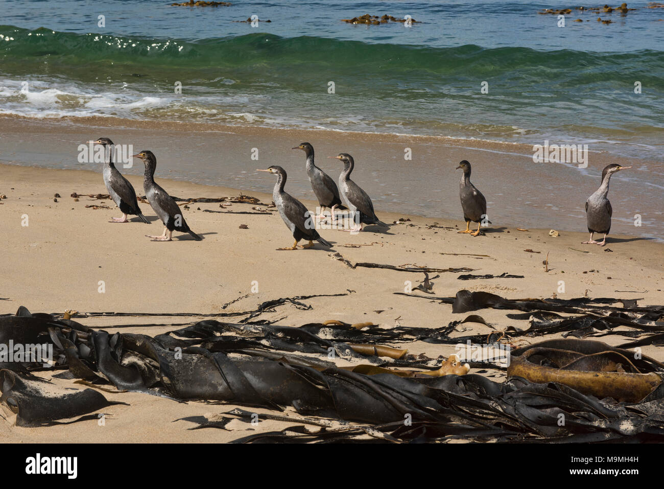 Shag bird beach hi-res stock photography and images - Alamy