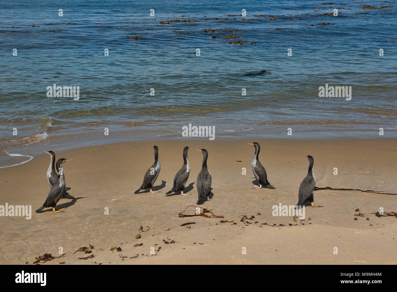 Australian Shag High Resolution Stock Photography and Images - Alamy