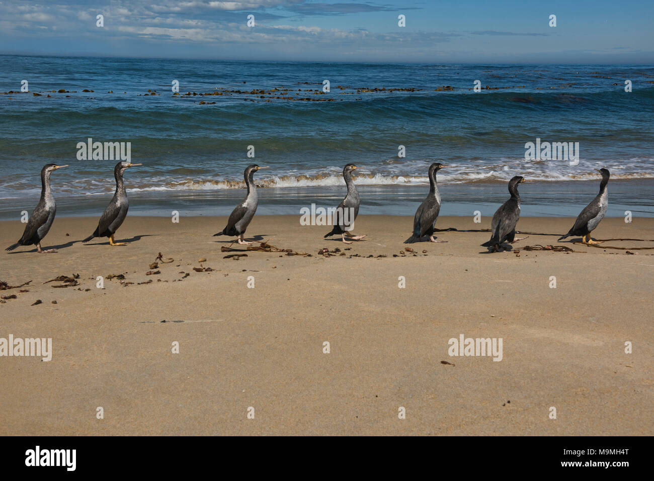 Australian shag hi-res stock photography and images - Alamy
