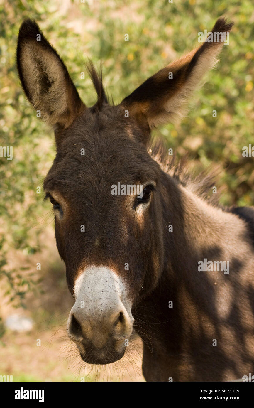 A Donkey (Equus Africanus Asinus) in a farm Stock Photo - Alamy