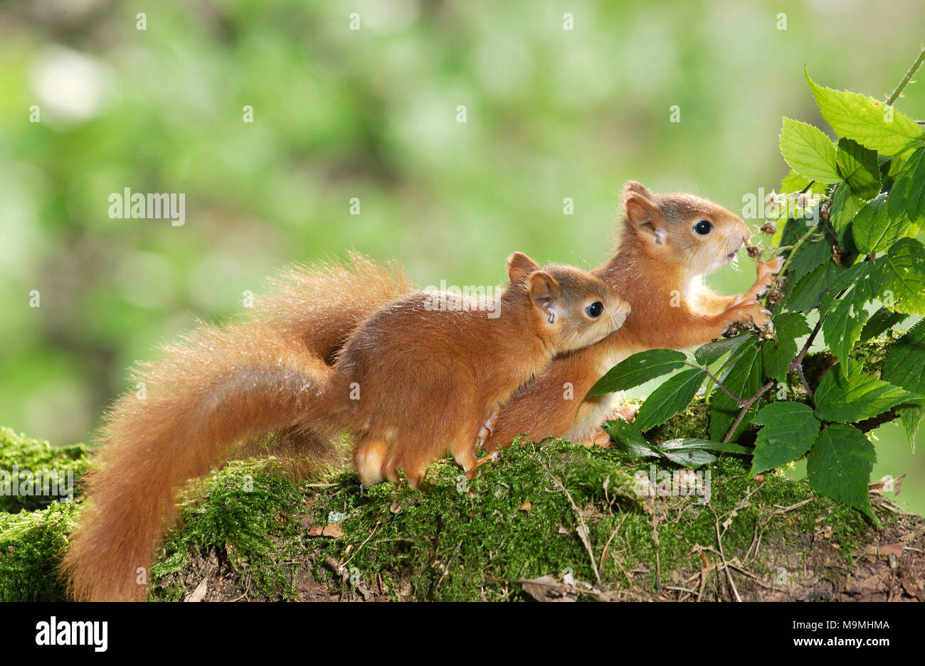 European Red Squirrel (Sciurus vulgaris). Pair of young eating brambles ...