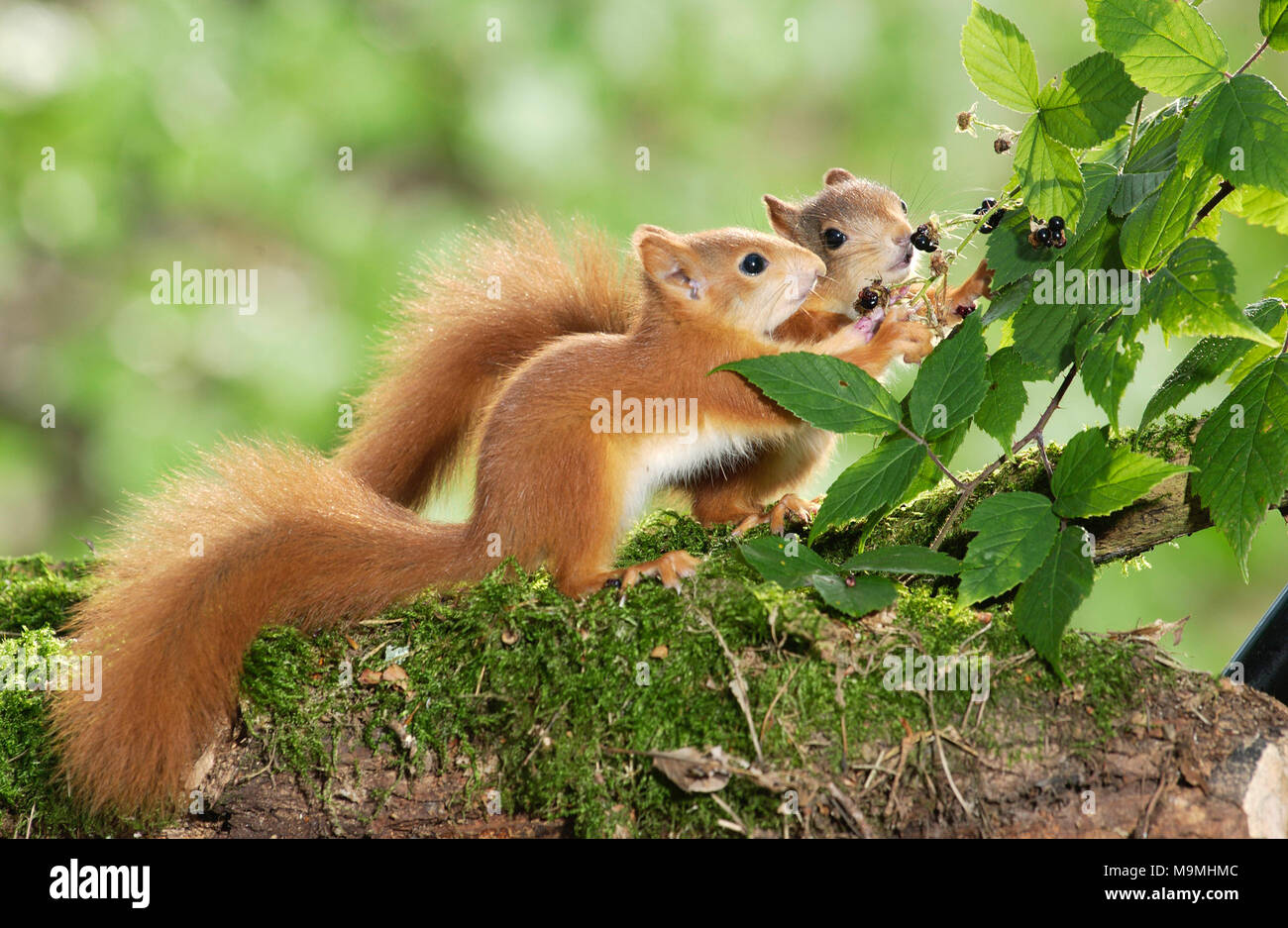 European Red Squirrel (Sciurus vulgaris). Pair of young eating brambles ...