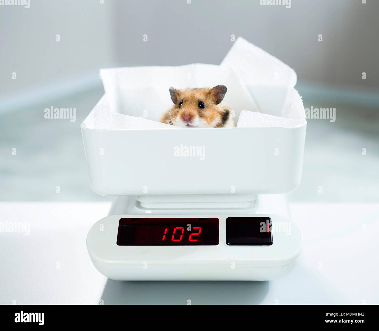 Pet Golden Hamster on kitchen scales. Germany Stock Photo - Alamy