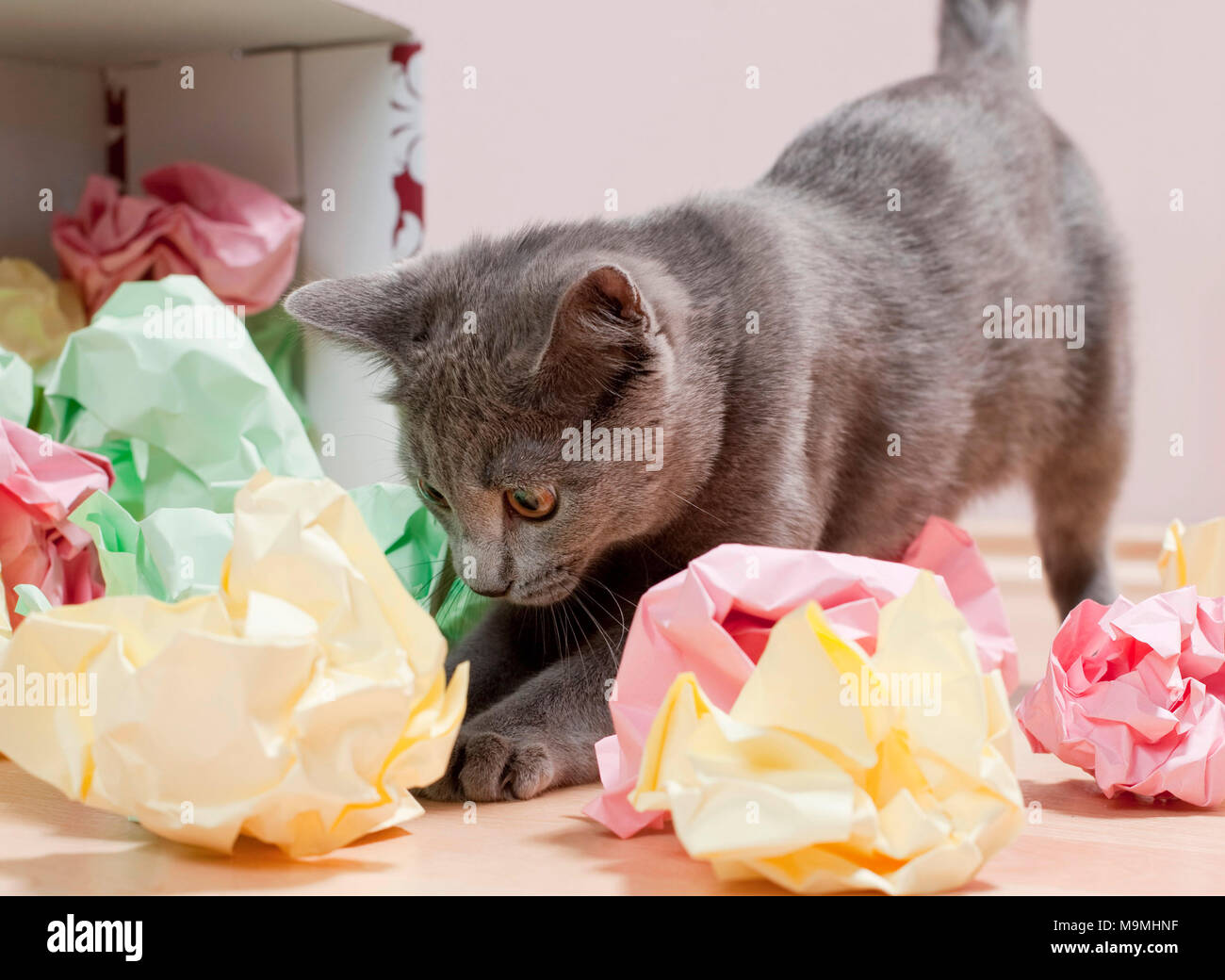 Chartreux cat. Kitten playing with a box filled with paper, fine toy ...