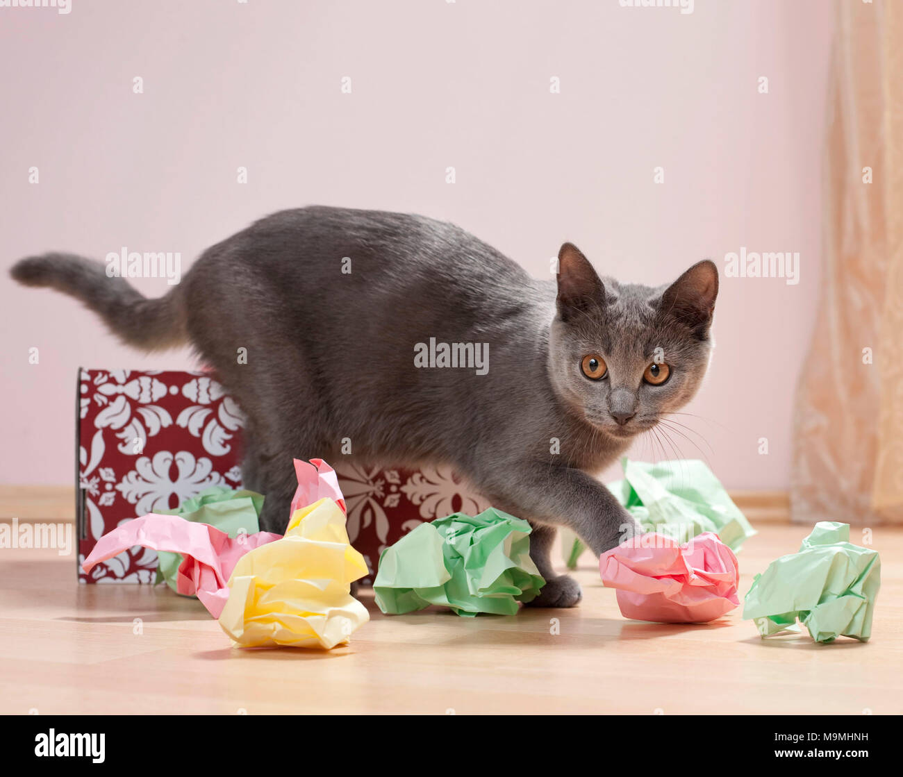 Pet toy hi-res stock photography and images - Alamy