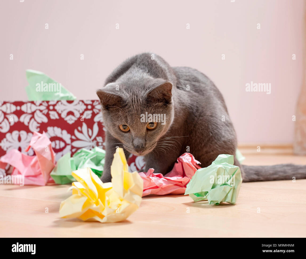 Chartreux cat. Kitten playing with a box filled with paper, fine toy ...