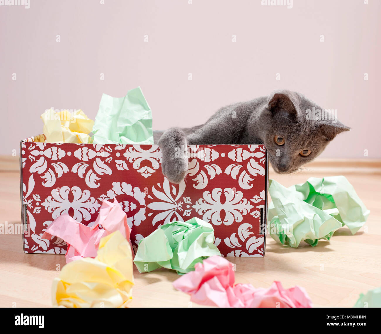 Chartreux cat. Kitten playing in a box filled with paper, fine toy for ...