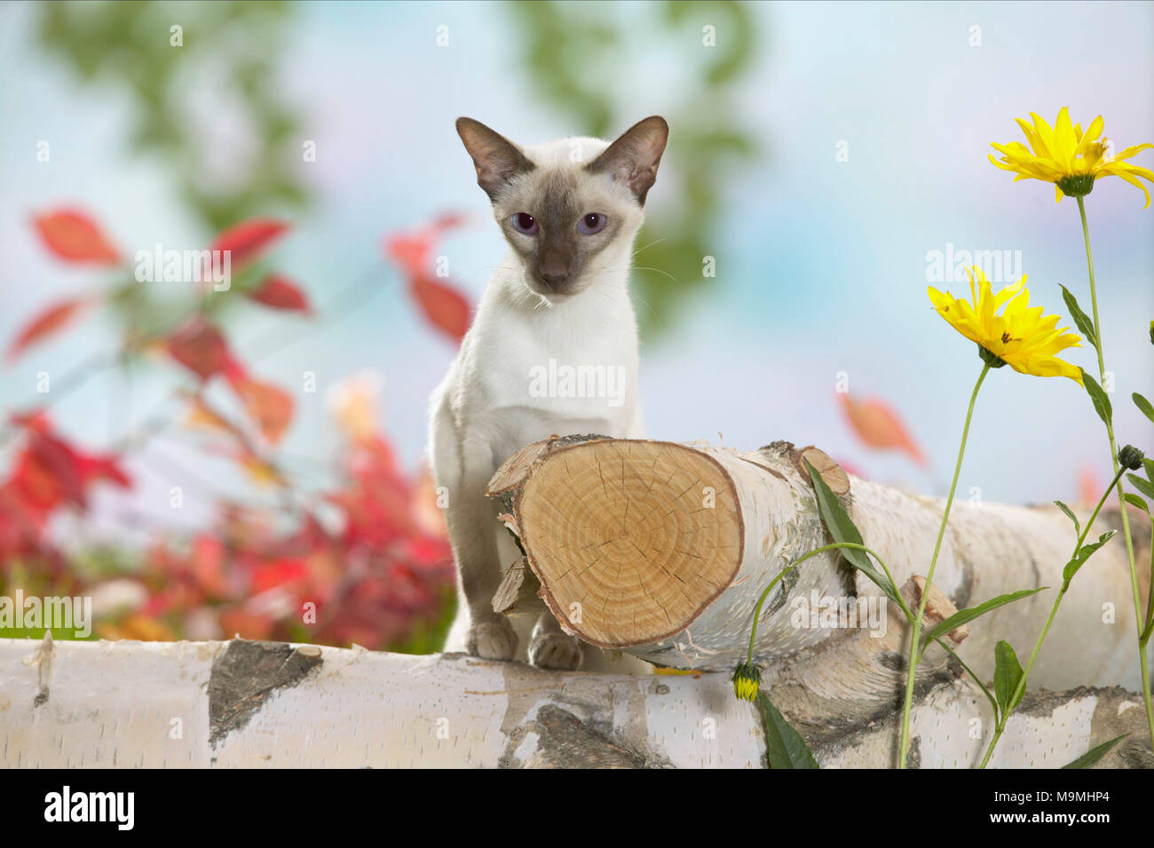 Standing siamese cat hi-res stock photography and images - Alamy