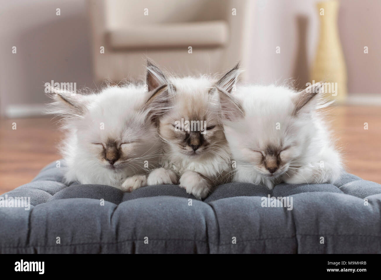 Sleepy Grumpy Kitten