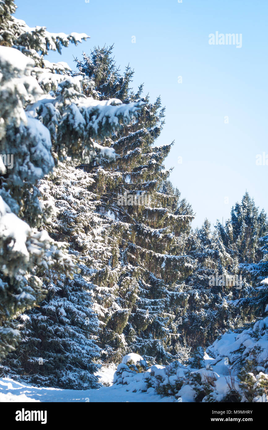 Pine Bough Snow High Resolution Stock Photography and Images - Alamy