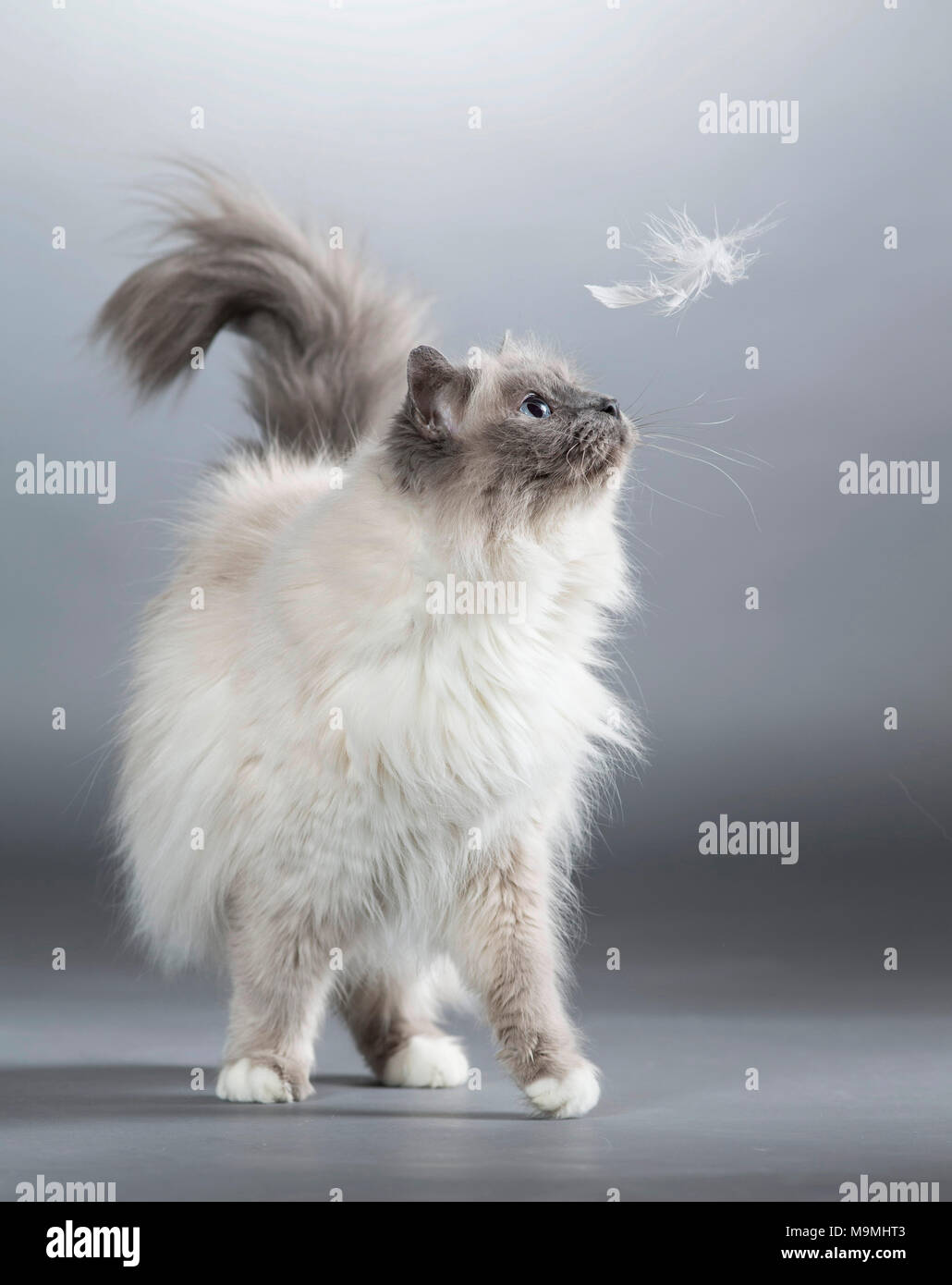 Pet watching out hi-res stock photography and images - Alamy