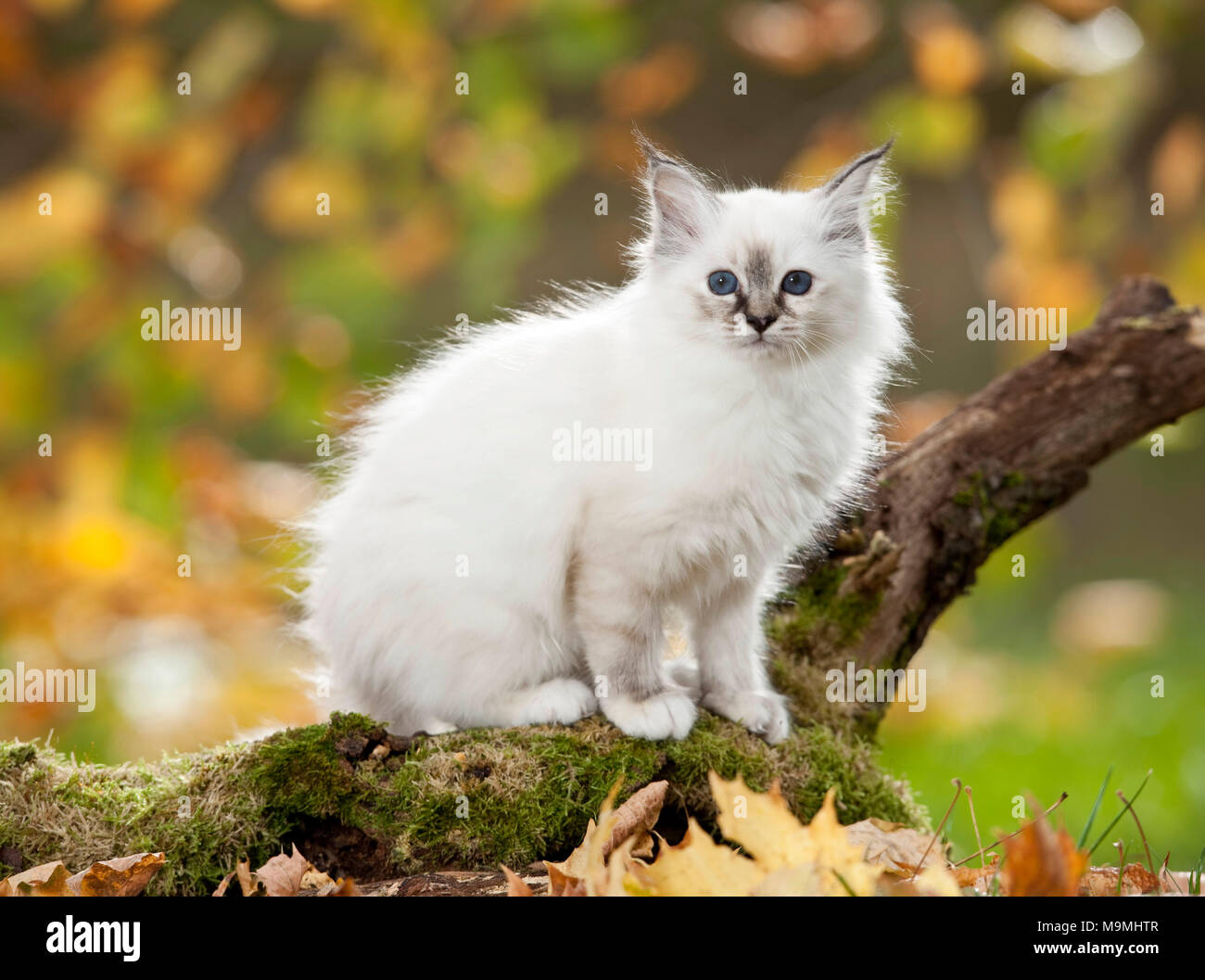 Sacred Birman. Kitten standing on a mossy log. Germany Stock Photo - Alamy
