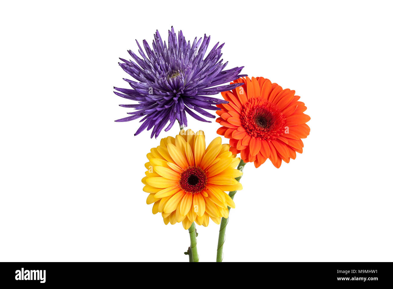 Two different coloured Gerbera hybrida daisies and a Callistephus ...