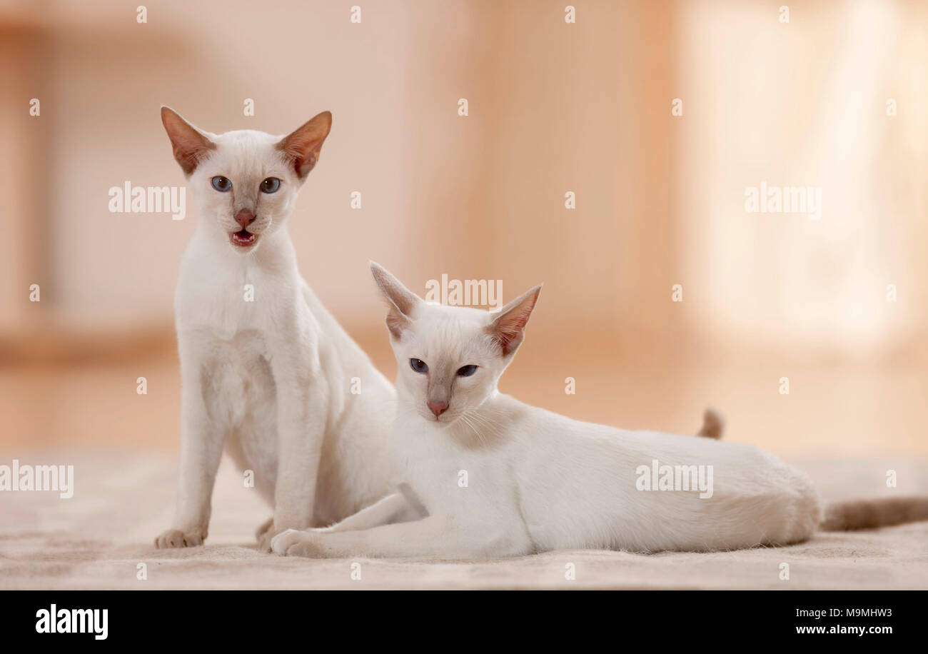 Siamese cat hi-res stock photography and images - Alamy