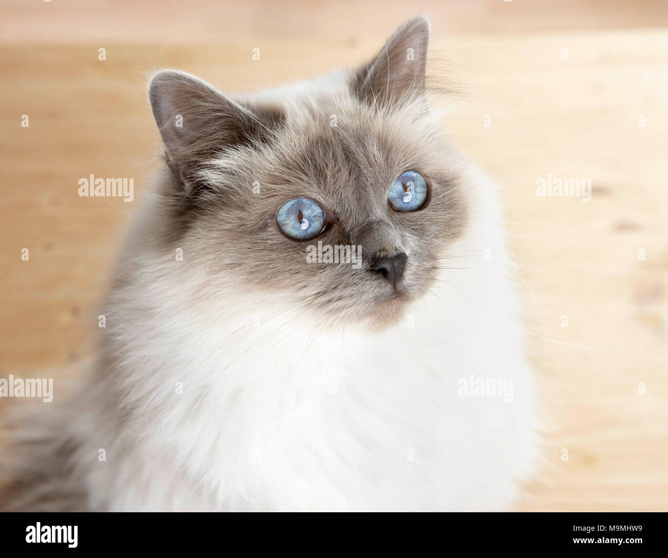 Sacred cat of Burma. Adult cat sitting on parquet, portrait. Germany ...