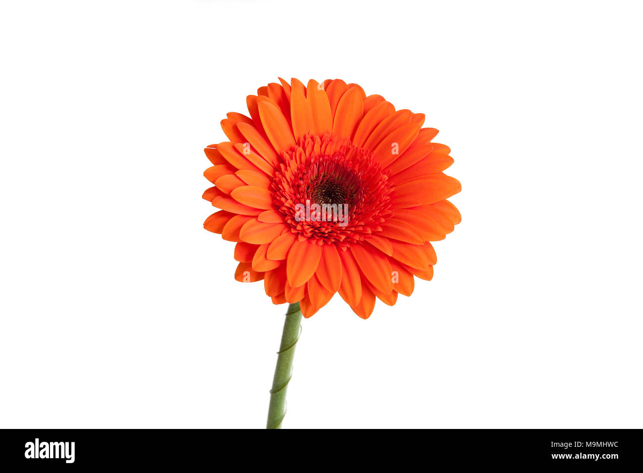 An orange Gerbera hybrida daisy on a white background Stock Photo - Alamy