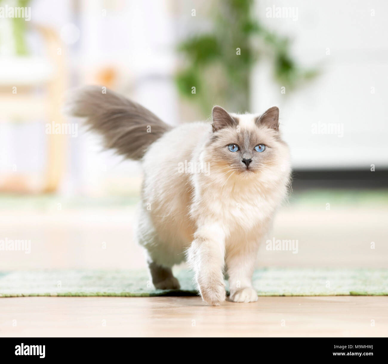 Sacred Birman. Adult cat walking in a living room. Germany Stock Photo ...