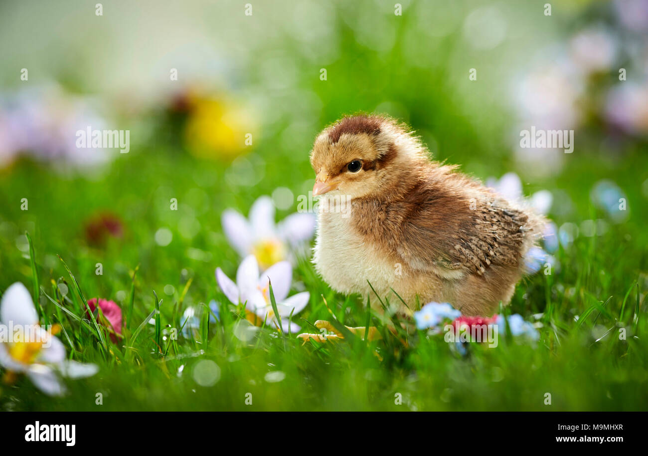 Welsummer Chicken. Chicken in flowering meadow in spring. Germany Stock ...