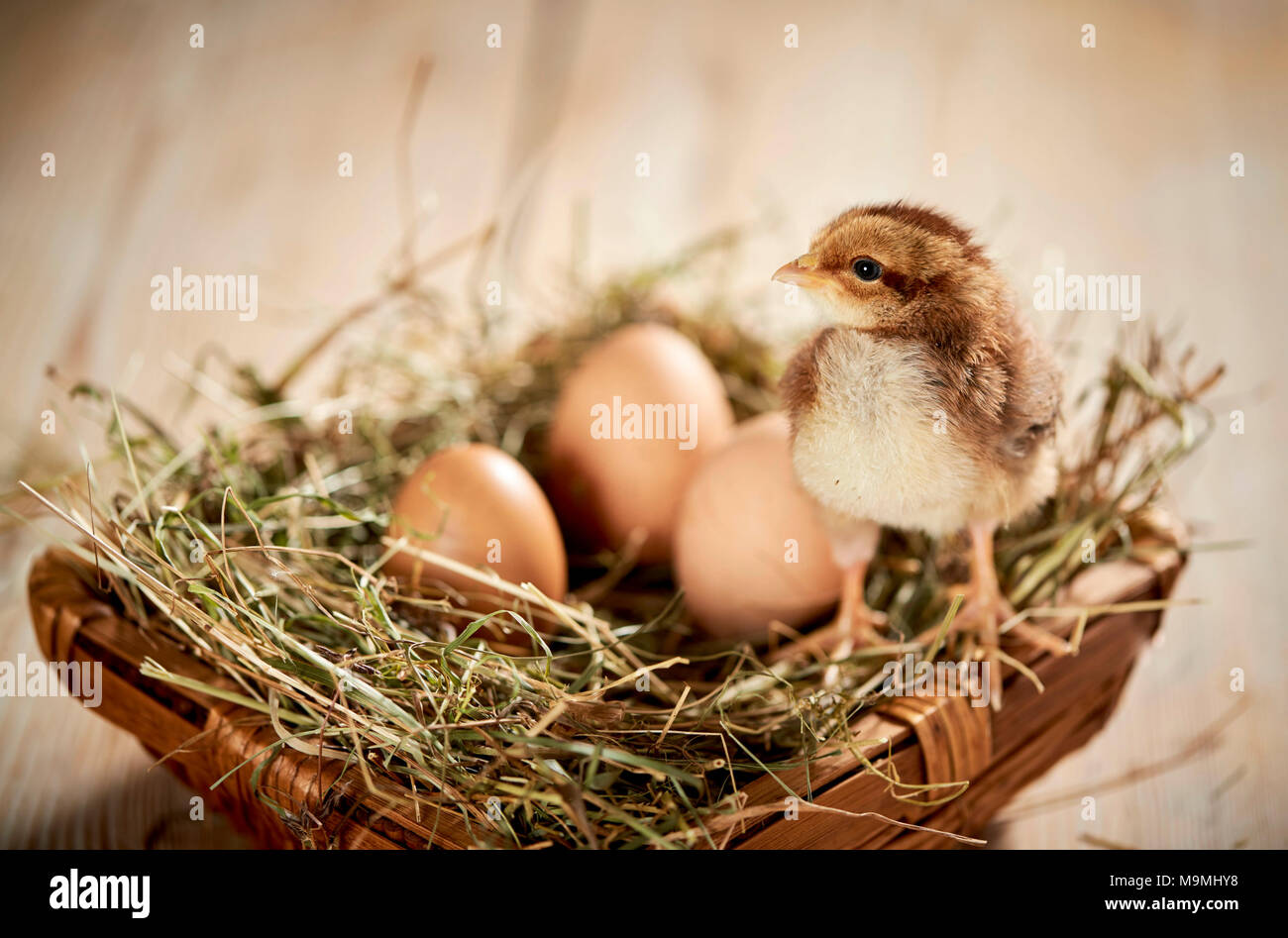 Chicken nest hi-res stock photography and images - Alamy