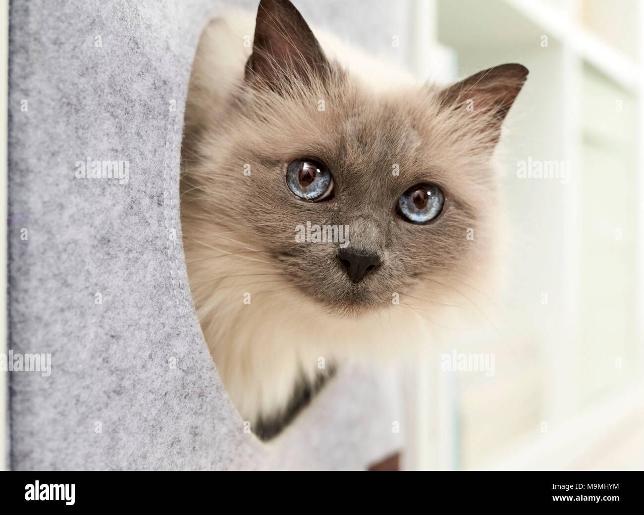 Sacred Birman, Birman. Adult cat in a felt den, fitting into a shelf ...