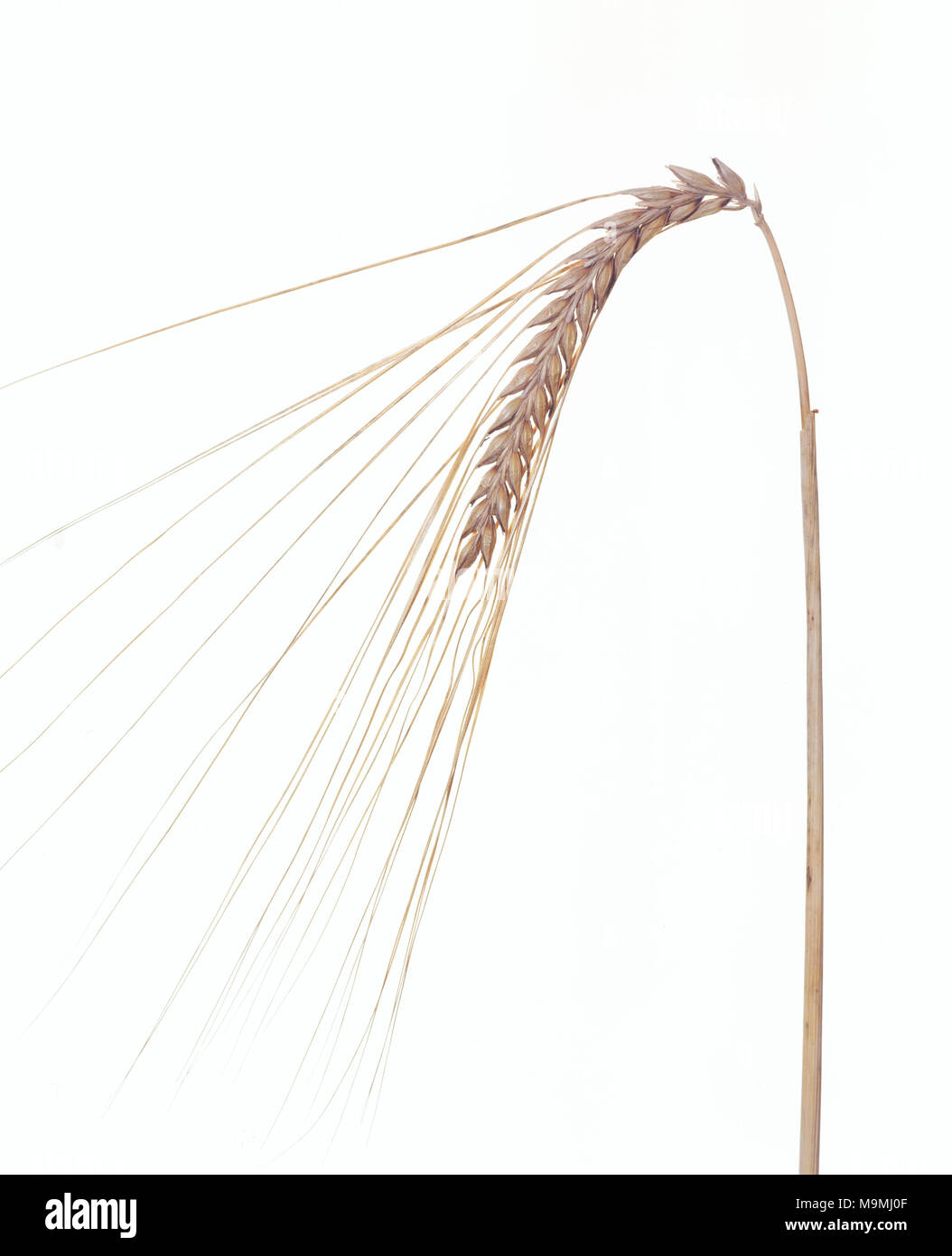 Barley (Hordeum vulgare), ripe ear. Studio picture against a whote ...