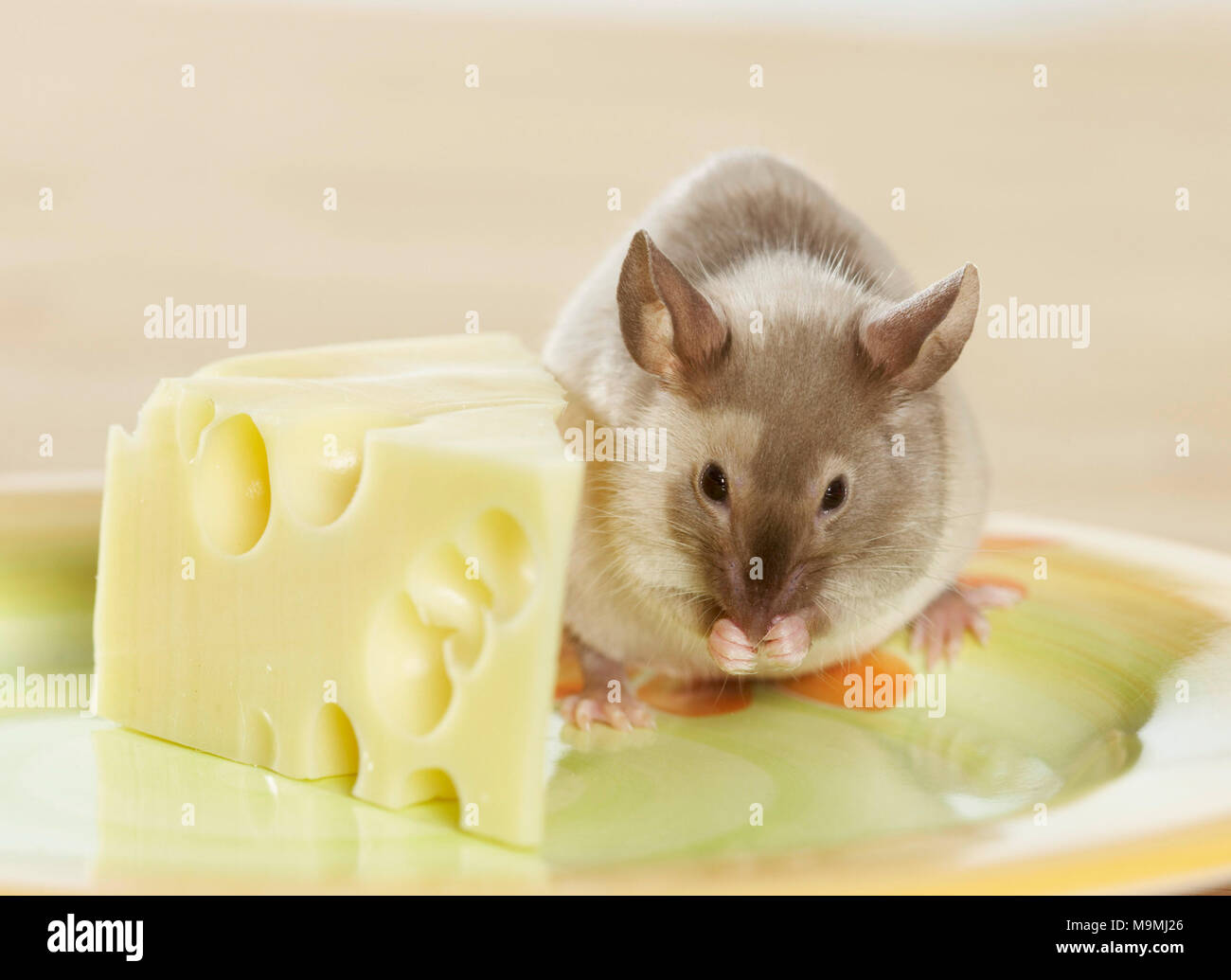 Mouse grooming hi-res stock photography and images - Alamy