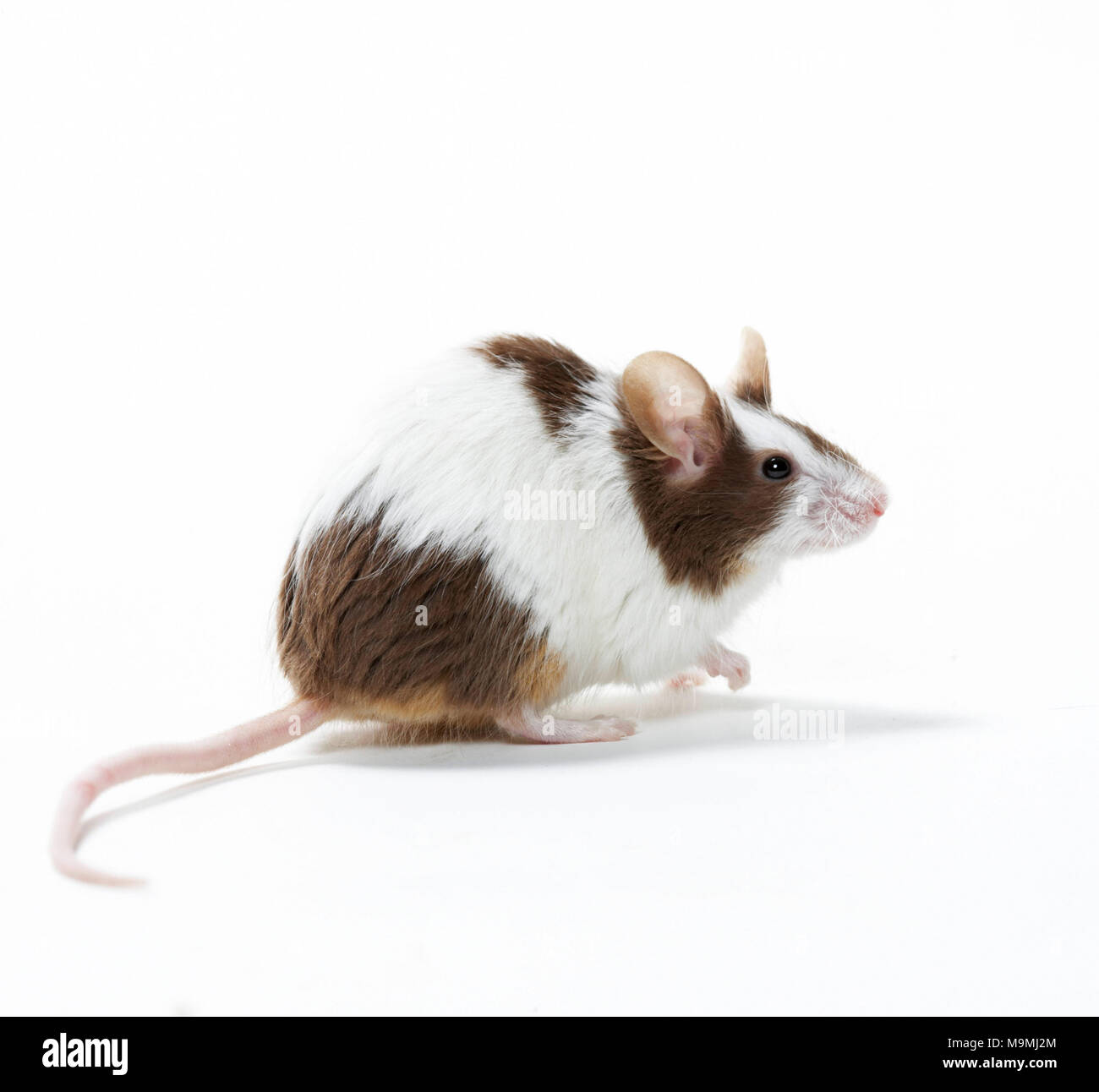 Sitting on mouse hi-res stock photography and images - Alamy