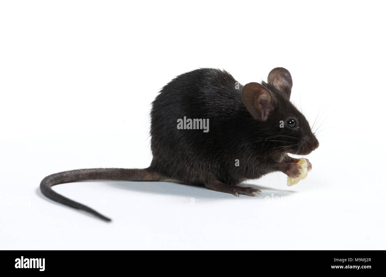 Black and white mouse animal hi-res stock photography and images - Alamy