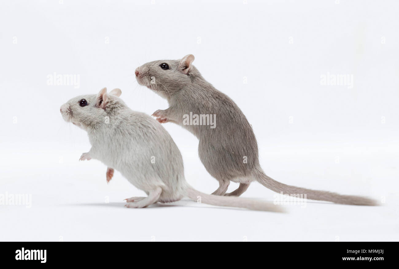 Domesticated Gerbil (Meriones unguiculatus). Two adults standing ...