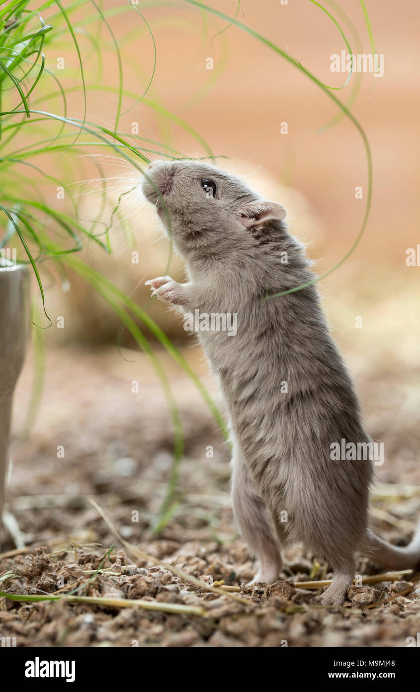 Domesticated Gerbil (Meriones unguiculatus). Adult next to cat grass ...
