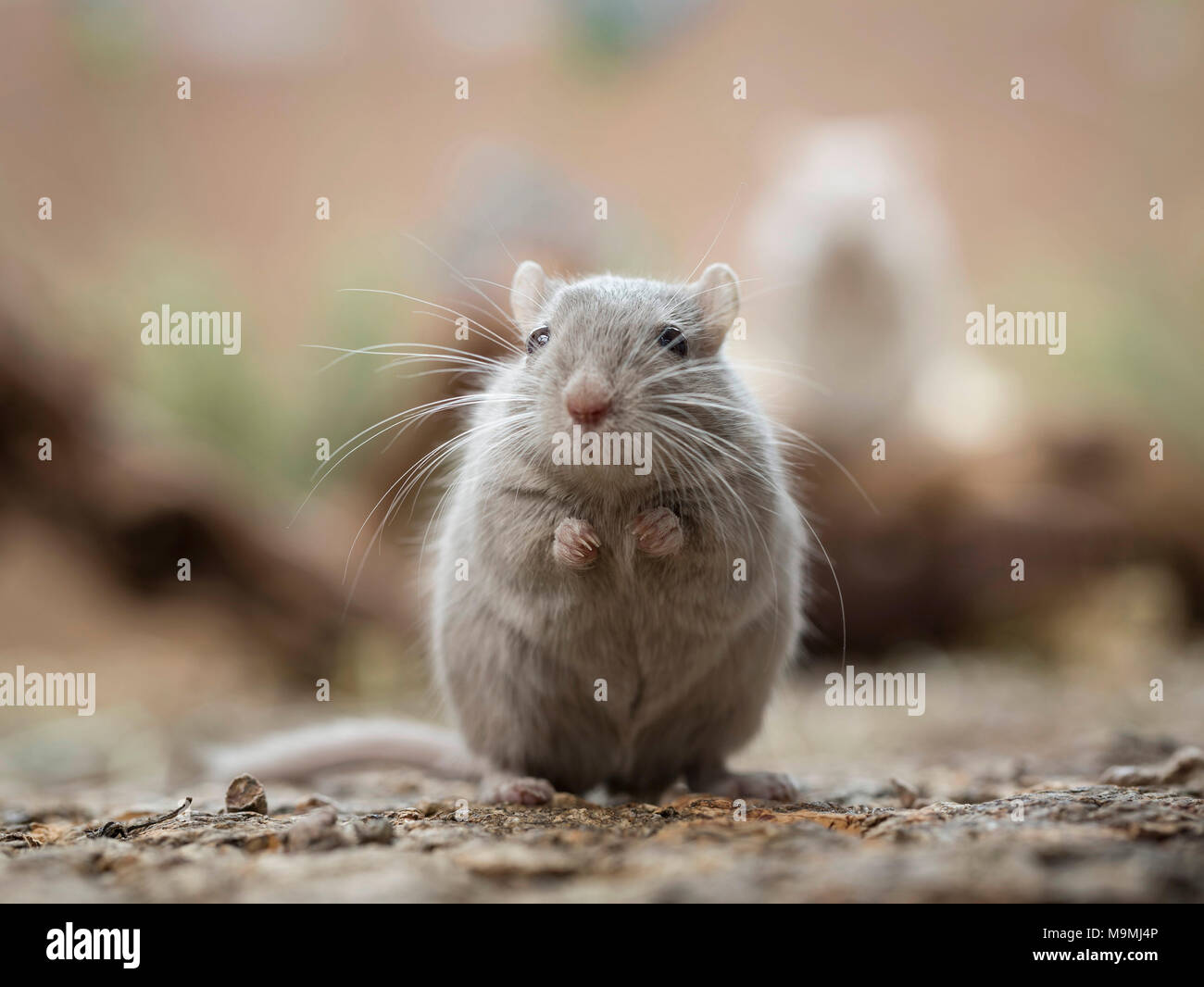 Domesticated Gerbil (Meriones unguiculatus). Adult male sitting on its ...