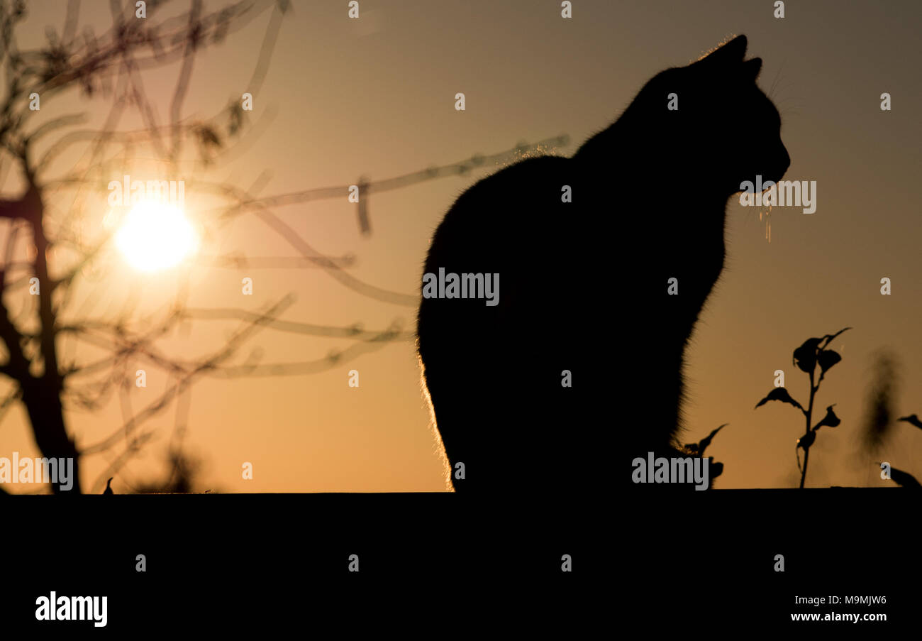 Black Cat outdoor and Sunset Stock Photo - Alamy