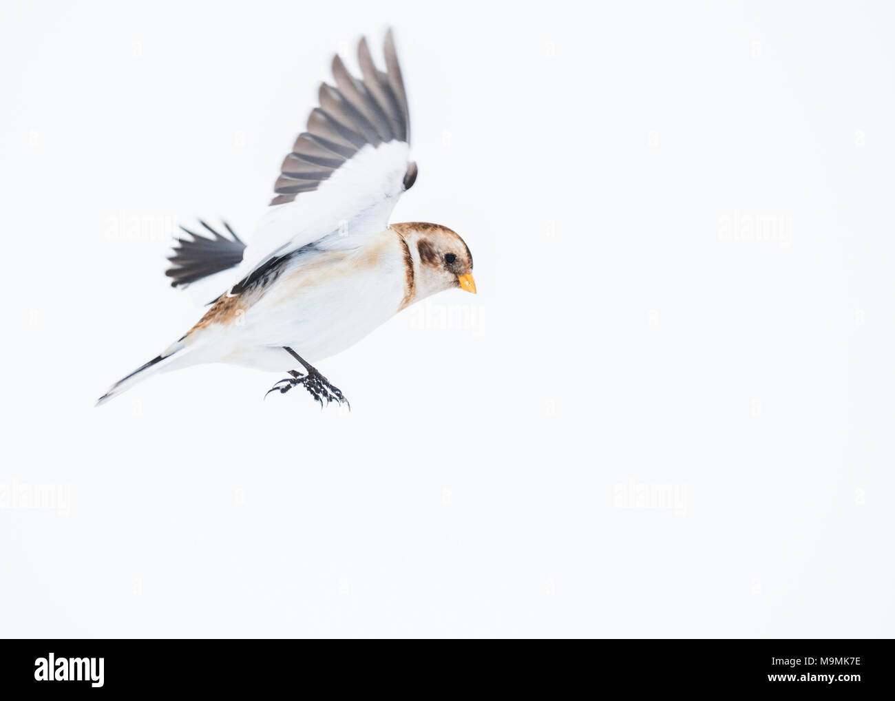 Snow bunting (Plectrophenax nivalis) in flight, Cairngorms National ...