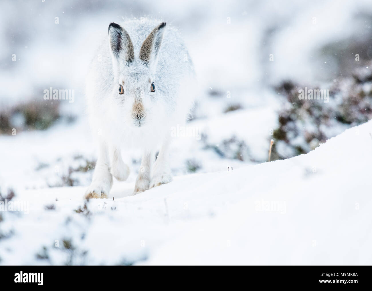 Mountain hare (Lepus timidus) running in snow, winter coat, Cairngroms ...