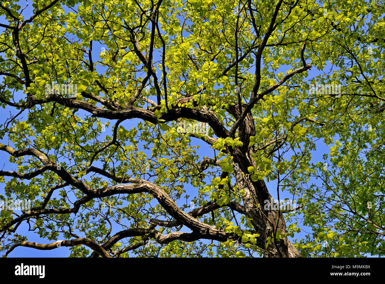 Treetop, Oak (Quercus) with fresh leaf shoots, in front of blue sky ...