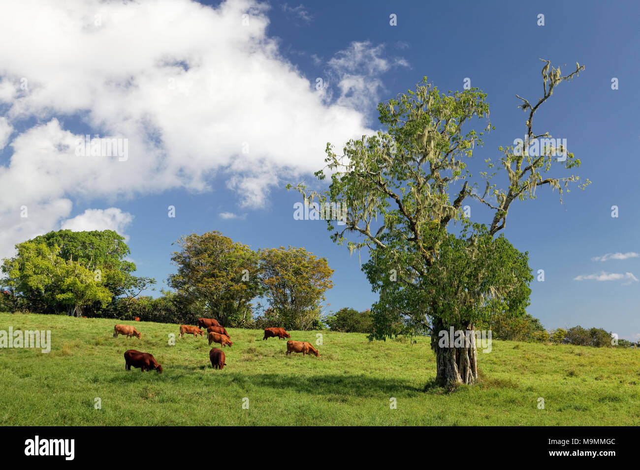Cattle on pasture, trees with tree moss, Plateau de Taravao, Tahiti Iti ...