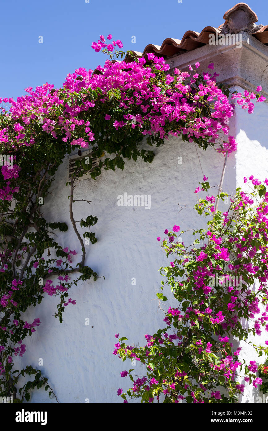 Violet house with violet flowers. Colorful houses Stock Photo - Alamy