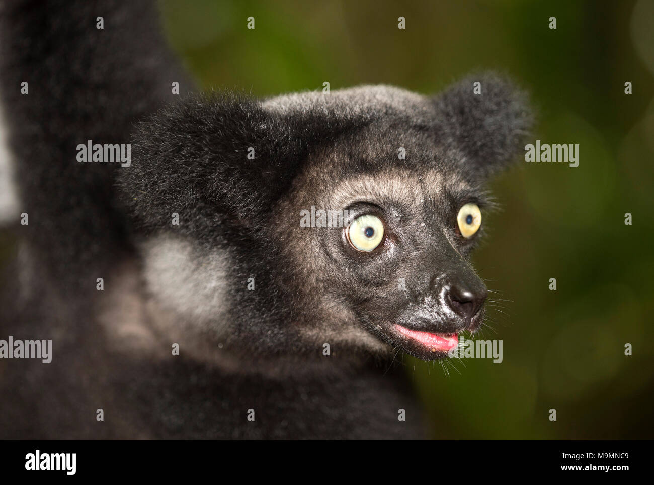 Indri (Indri indri), animal portrait, Akanin Ny Nofy, Madagascar Stock ...