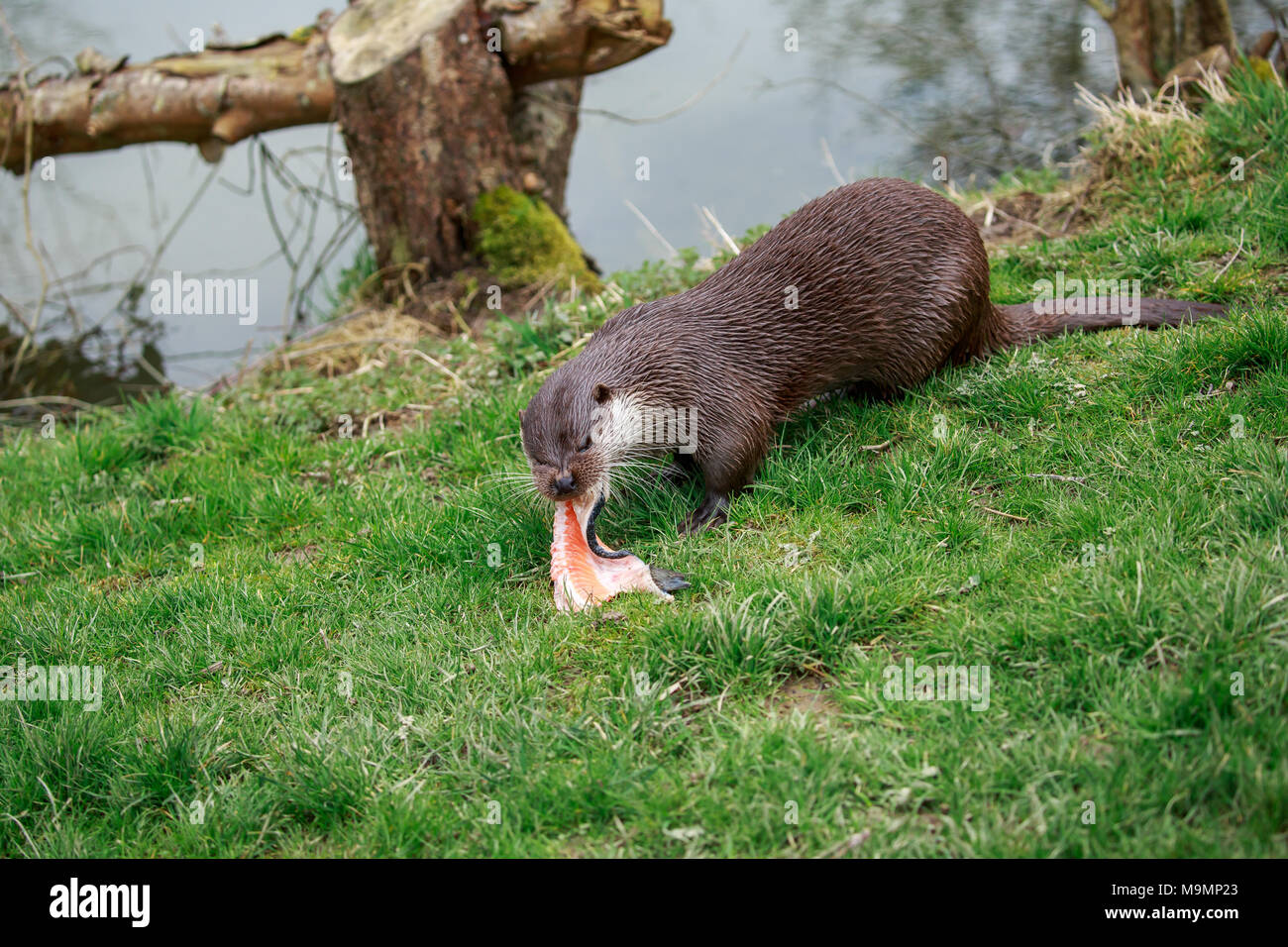 The Eurasian otter, also known as the European otter, Eurasian river ...