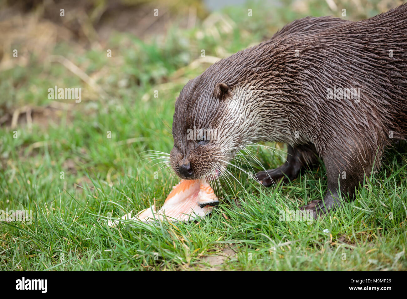 The Eurasian otter, also known as the European otter, Eurasian river ...