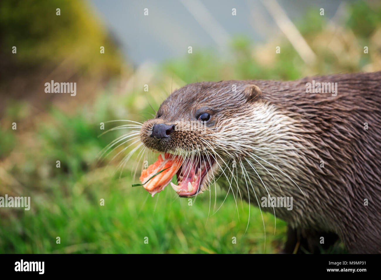The Eurasian otter, also known as the European otter, Eurasian river ...