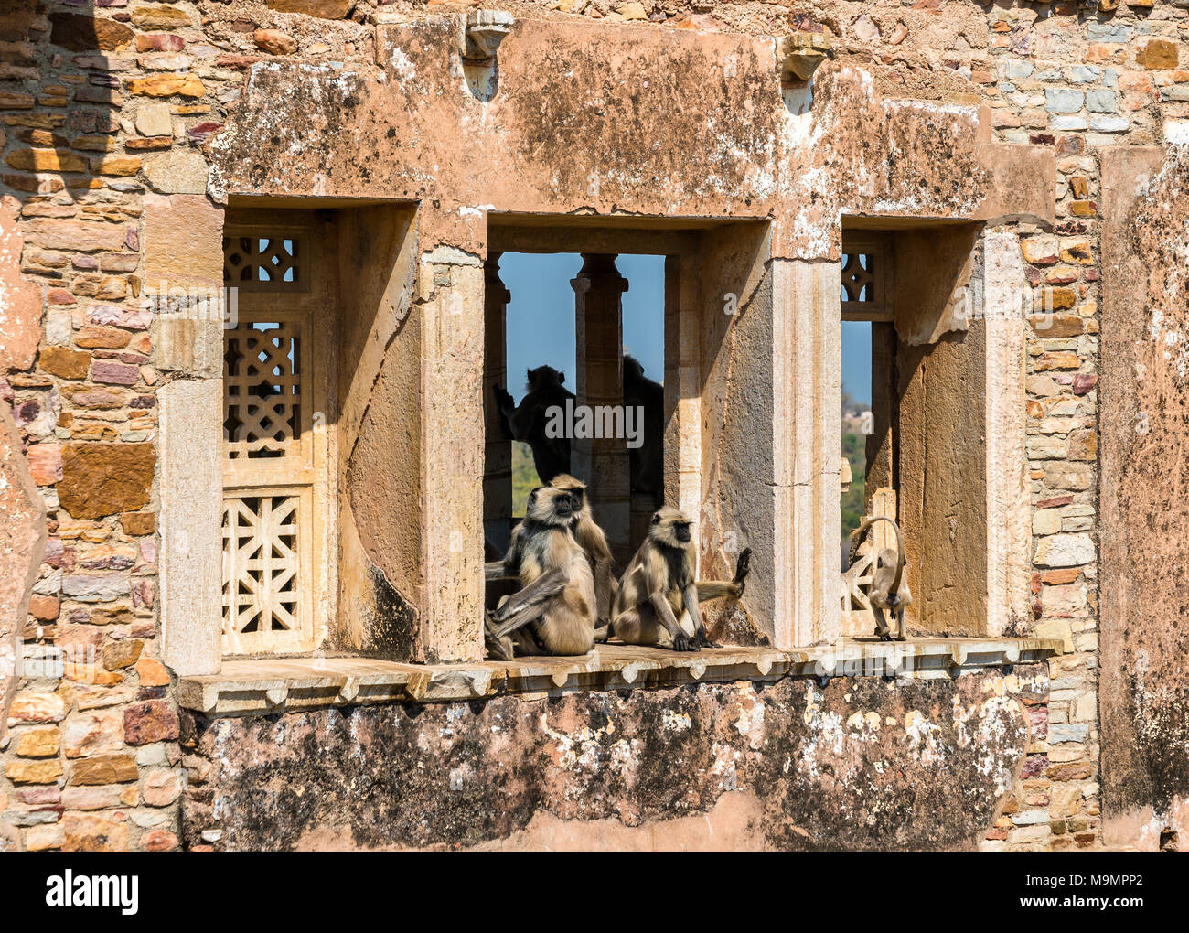 Gray langur monkeys on ruins of Gora Badal Palace at Chittorgarh Fort ...