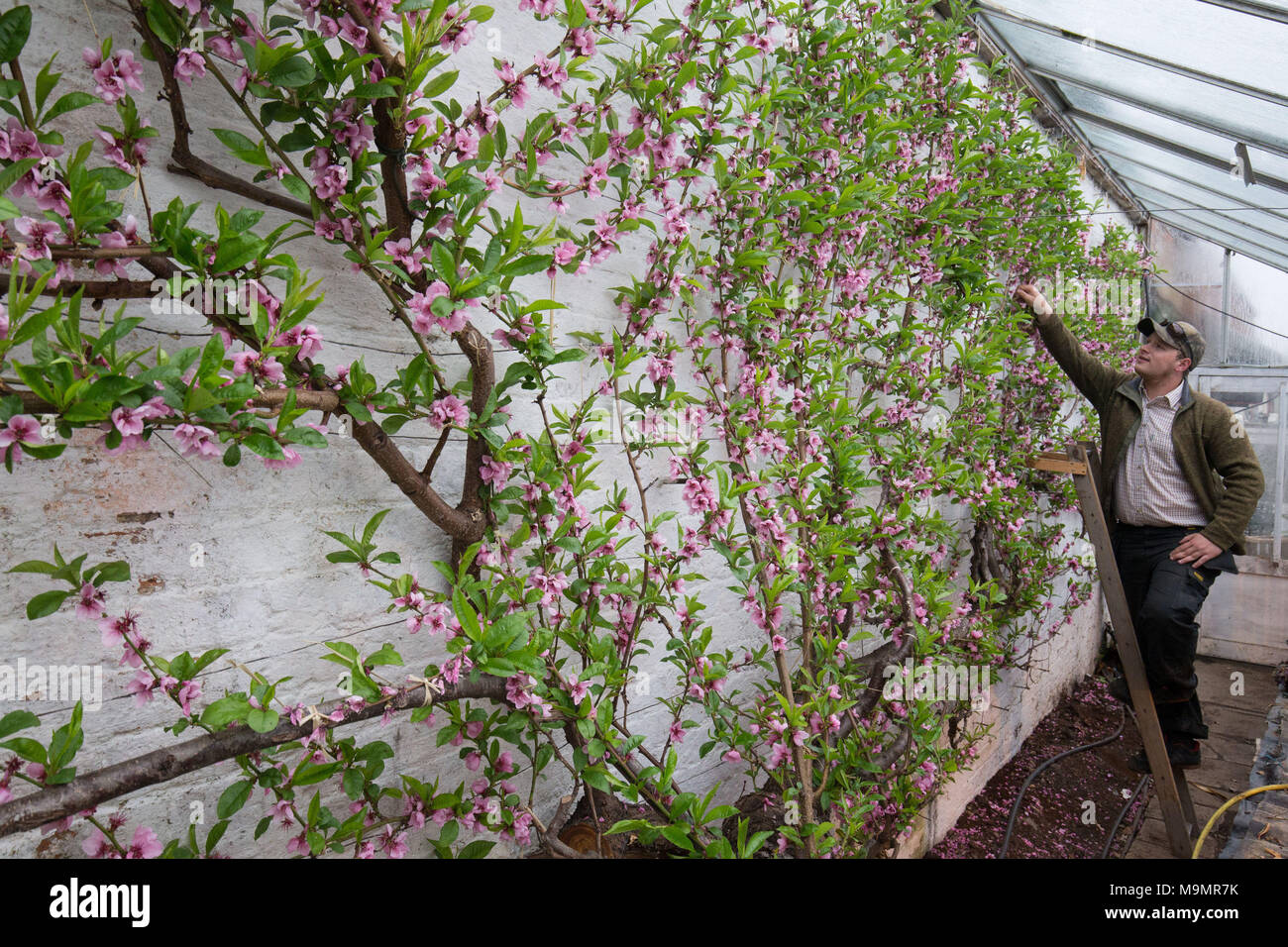 130 year old peach tree meynell langley gardens hi-res stock ...