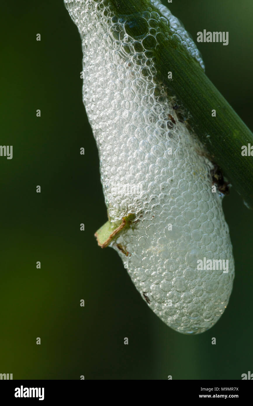 Insect bubbles hi-res stock photography and images - Alamy