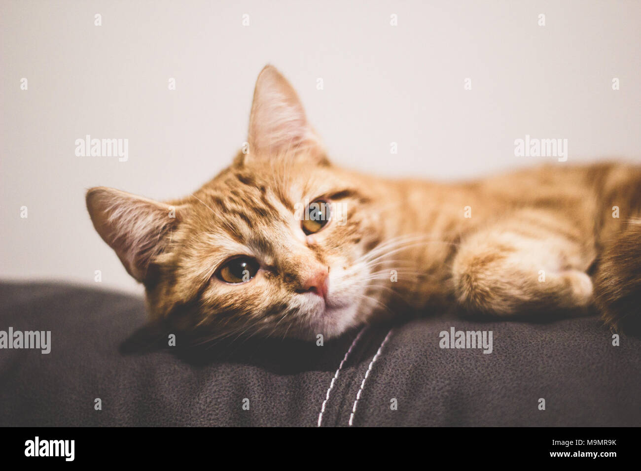 Cat Seville Spain Stock Photos & Cat Seville Spain Stock Images - Alamy