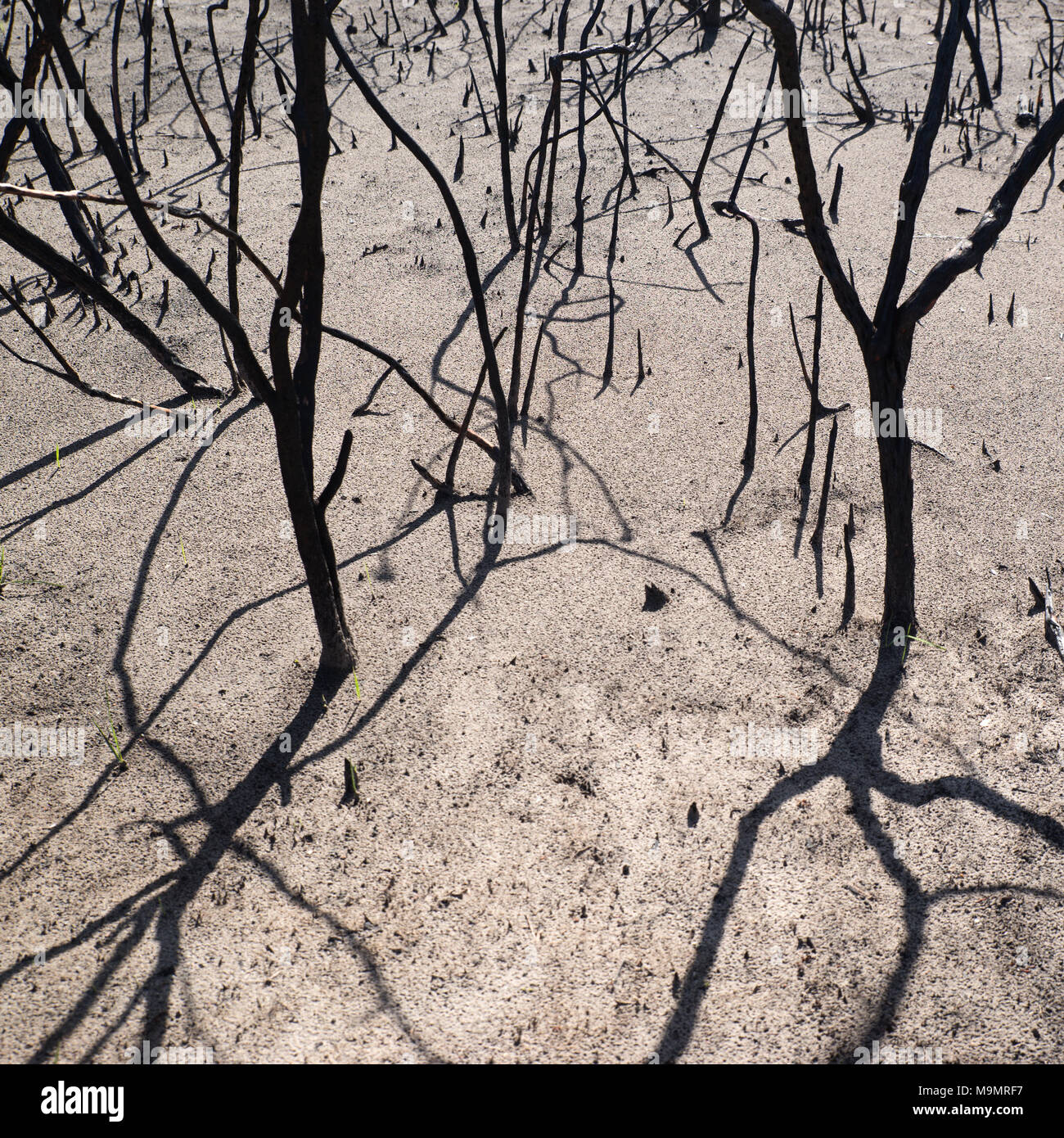 Dead trees after a fire, van Staden Nature Reserve, Port Elizabeth ...