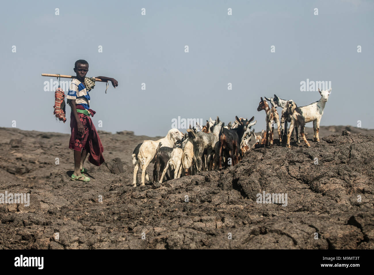 Shepherd with herd of goats hi-res stock photography and images - Alamy