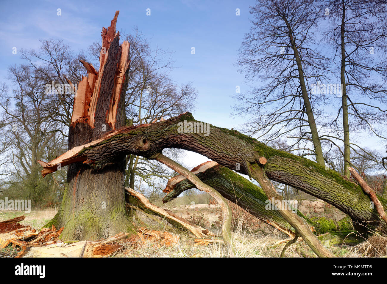 Windthrow hi-res stock photography and images - Alamy