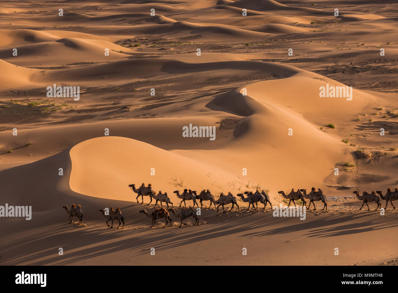 Flock of camels (Camelidae) walking through the vastness of sand dunes ...