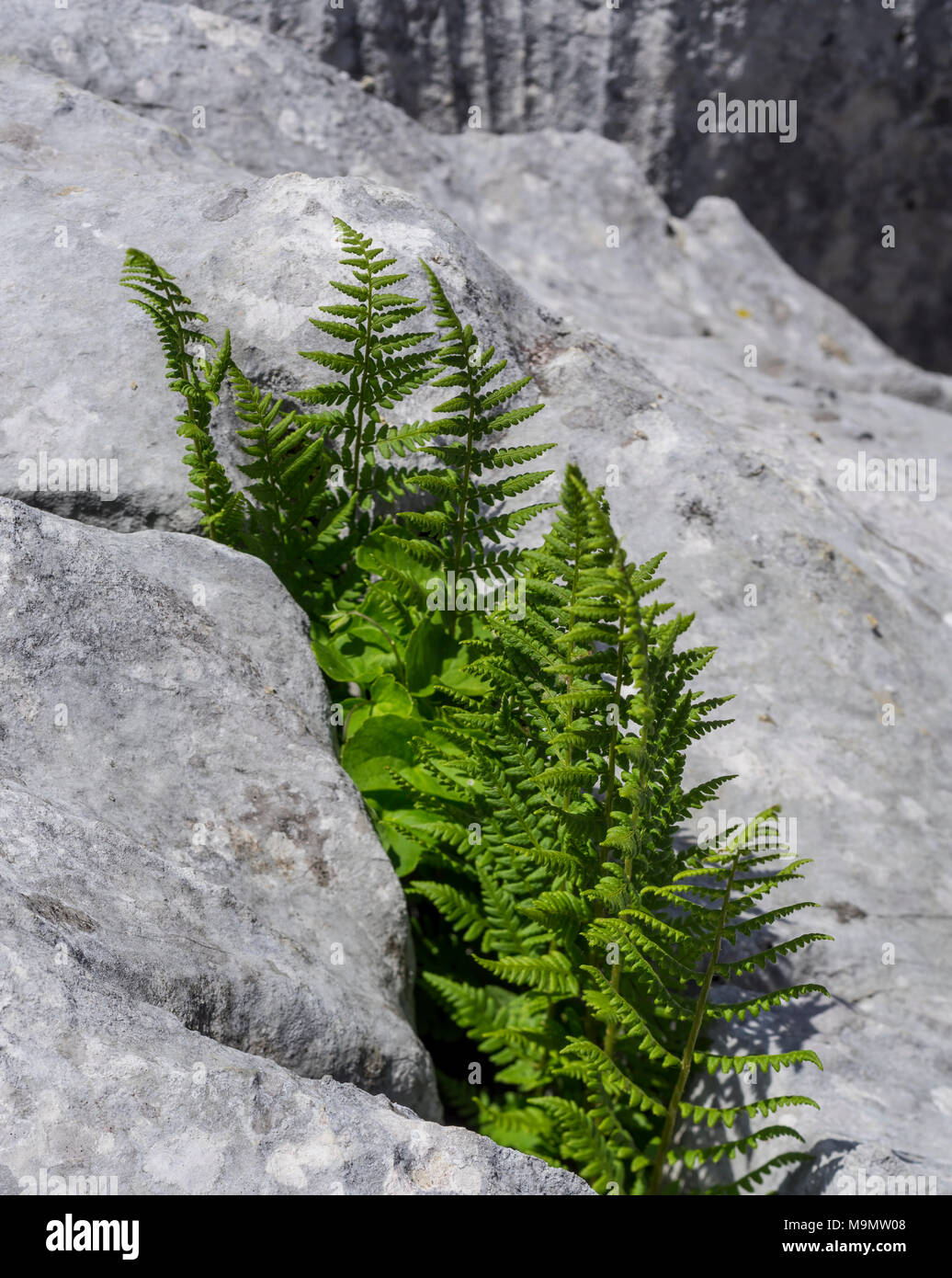 Grows in crevices hi-res stock photography and images - Alamy